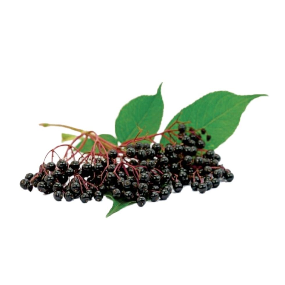 Sauco negro (Sambucus nigra) | Annabis Natura